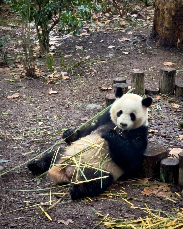 Chengdu Panda Base: Your Ultimate Guide to Seeing Giant Pandas in China