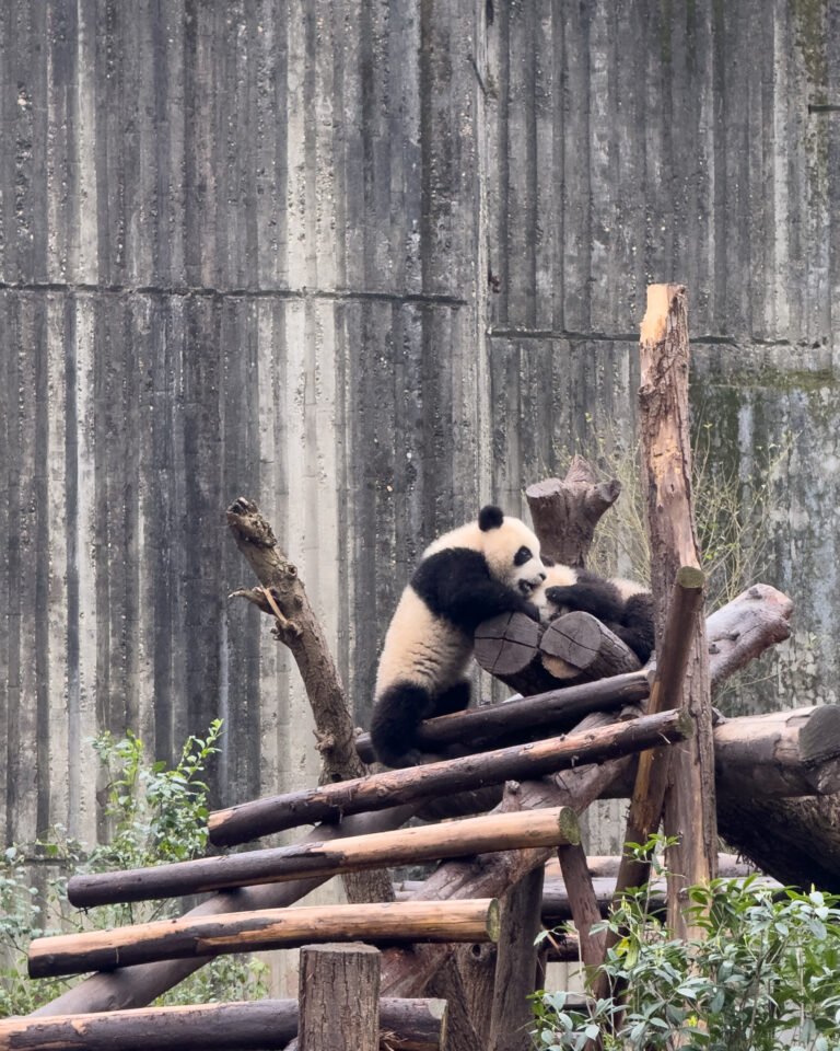 Chengdu Panda Base: Your Ultimate Guide to Seeing Giant Pandas in China