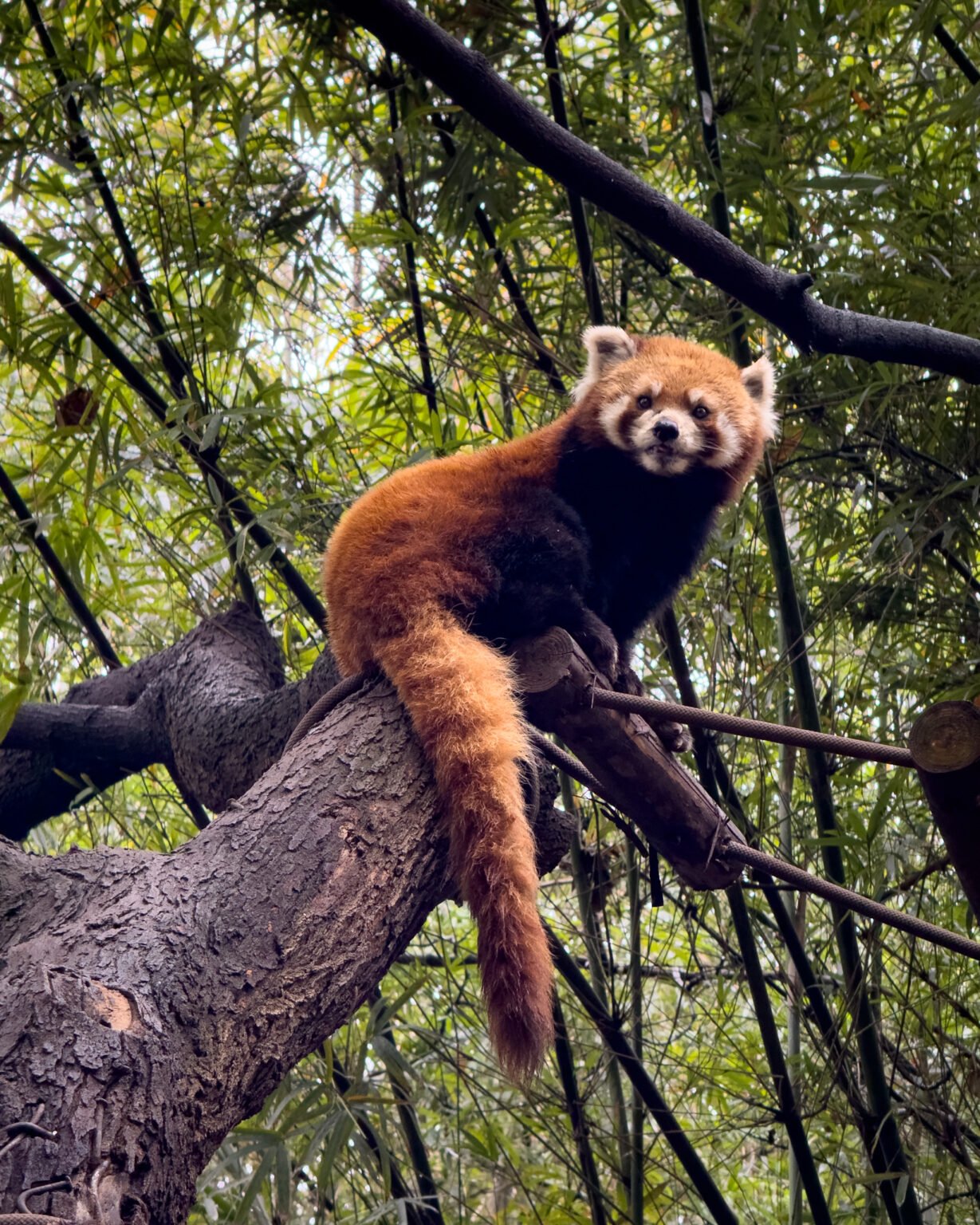 Chengdu Panda Base: Your Ultimate Guide to Seeing Giant Pandas in China