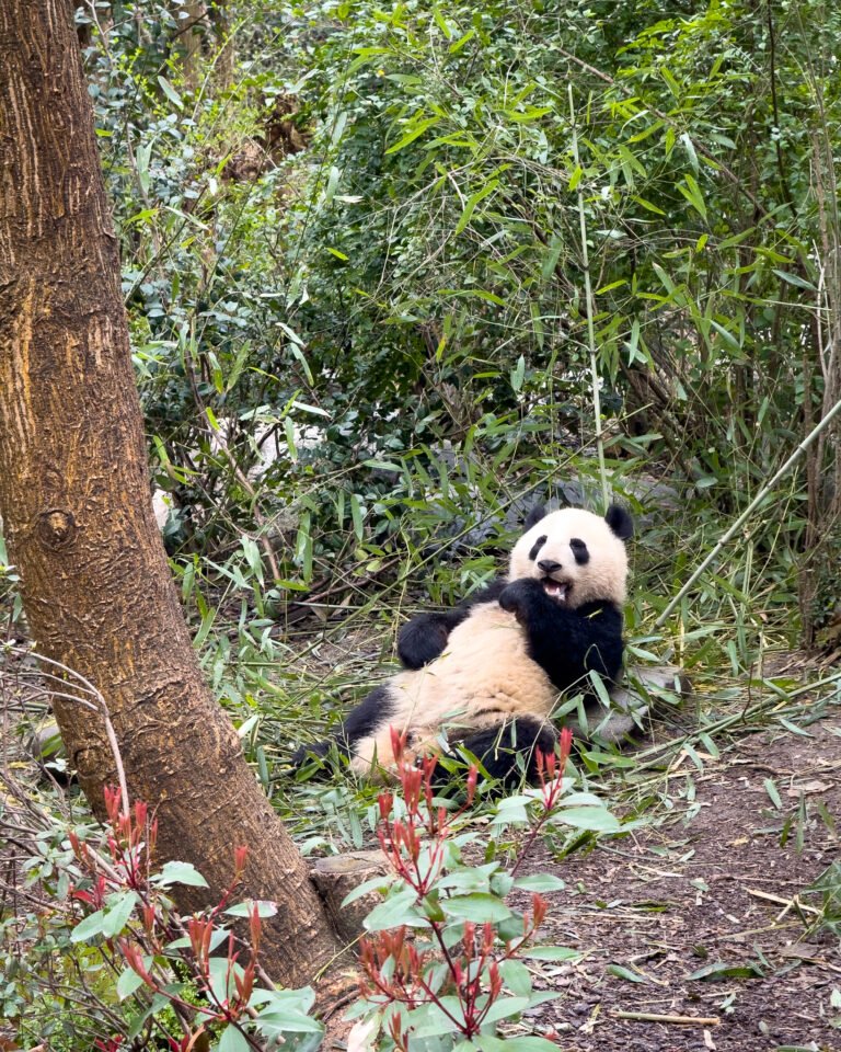 Chengdu Panda Base: Your Ultimate Guide to Seeing Giant Pandas in China