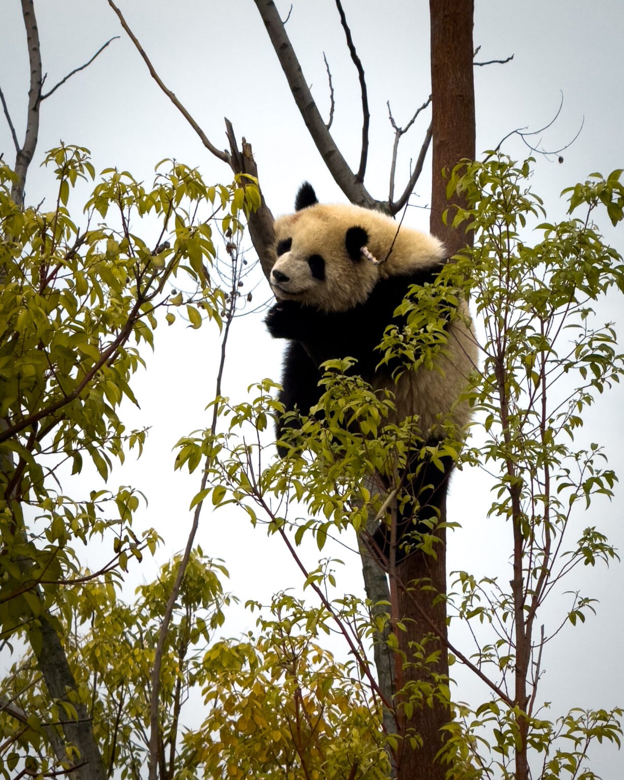Chengdu Panda Base: Your Ultimate Guide to Seeing Giant Pandas in China